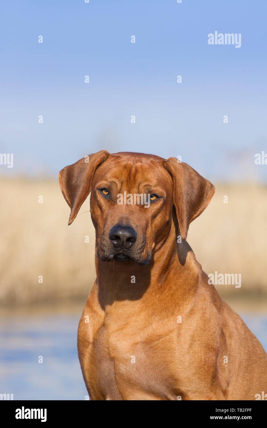 Rhodesian Ridgeback Portrait Stock Photo - Alamy