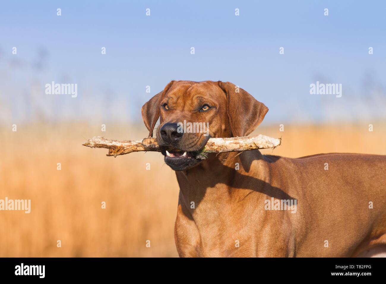 Rhodesian Ridgeback Portrait Stock Photo - Alamy