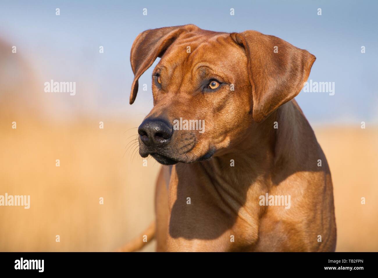Rhodesian Ridgeback Portrait Stock Photo - Alamy