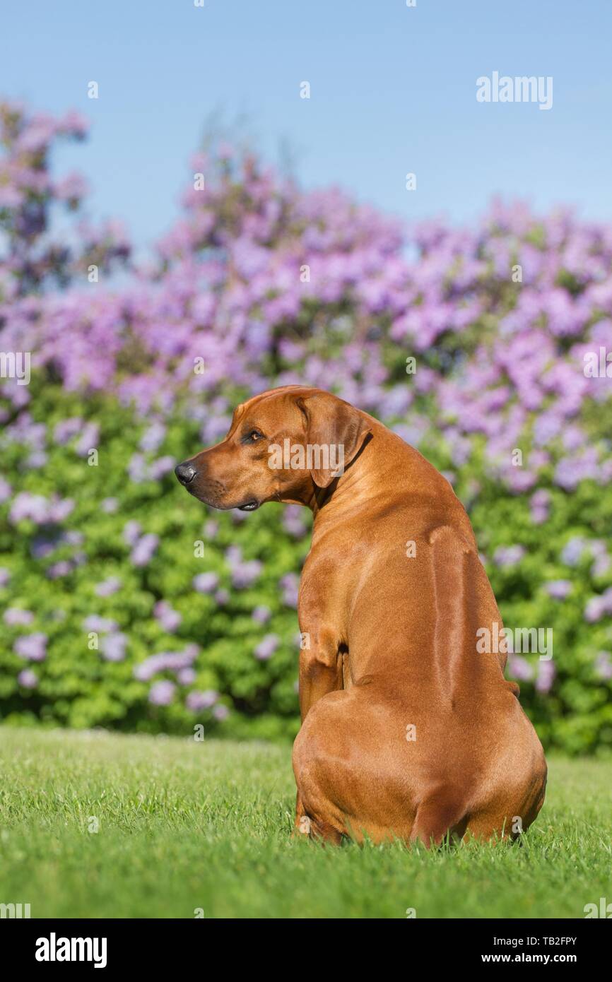 sitting Rhodesian Ridgeback Stock Photo - Alamy