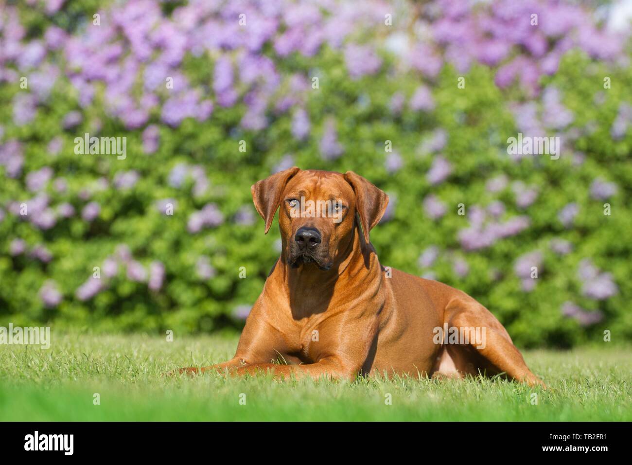 lying Rhodesian Ridgeback Stock Photo - Alamy