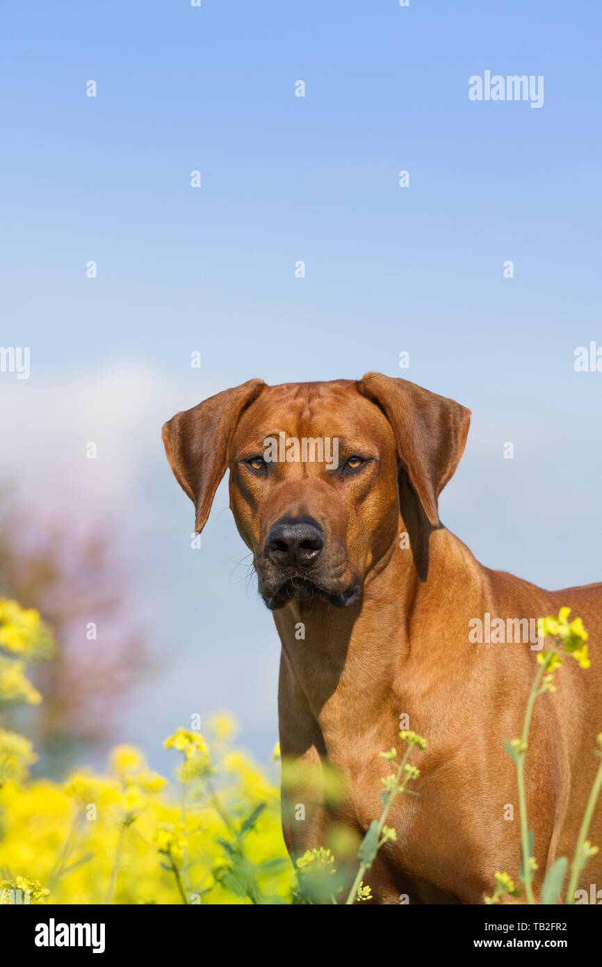 Rhodesian Ridgeback Portrait Stock Photo - Alamy
