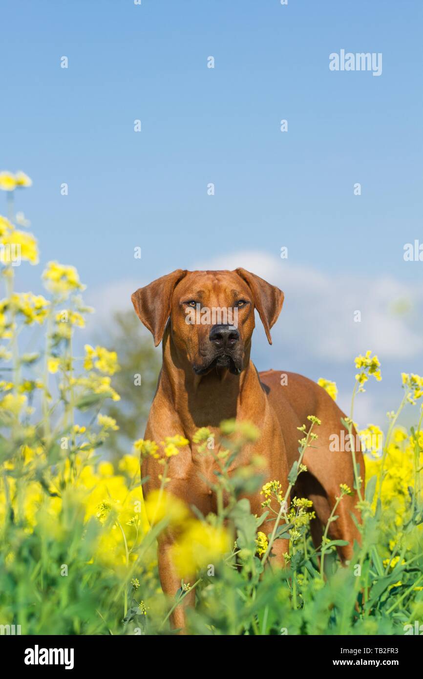 Rhodesian Ridgeback Portrait Stock Photo - Alamy