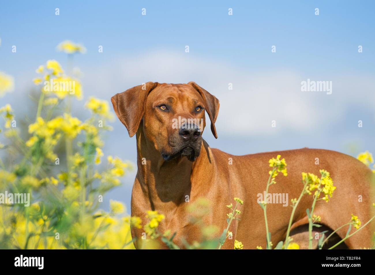 Rhodesian Ridgeback Portrait Stock Photo - Alamy
