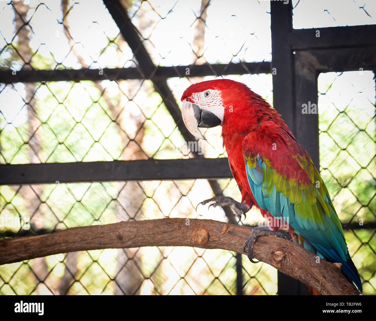 Macore bird parrot red green and blue wing In the cage Bird farm Stock ...