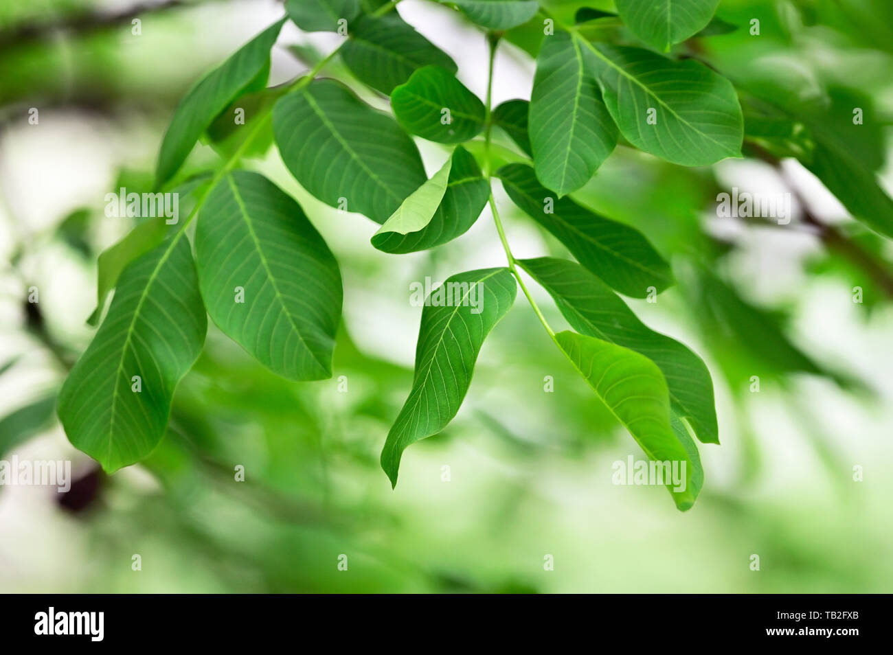 Branch Walnut Tree High Resolution Stock Photography and Images - Alamy