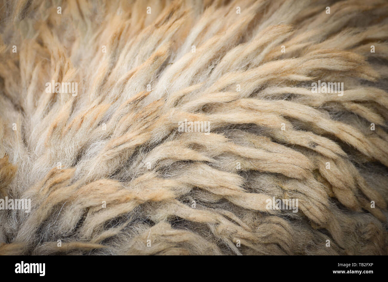 Sheep Wool Texture