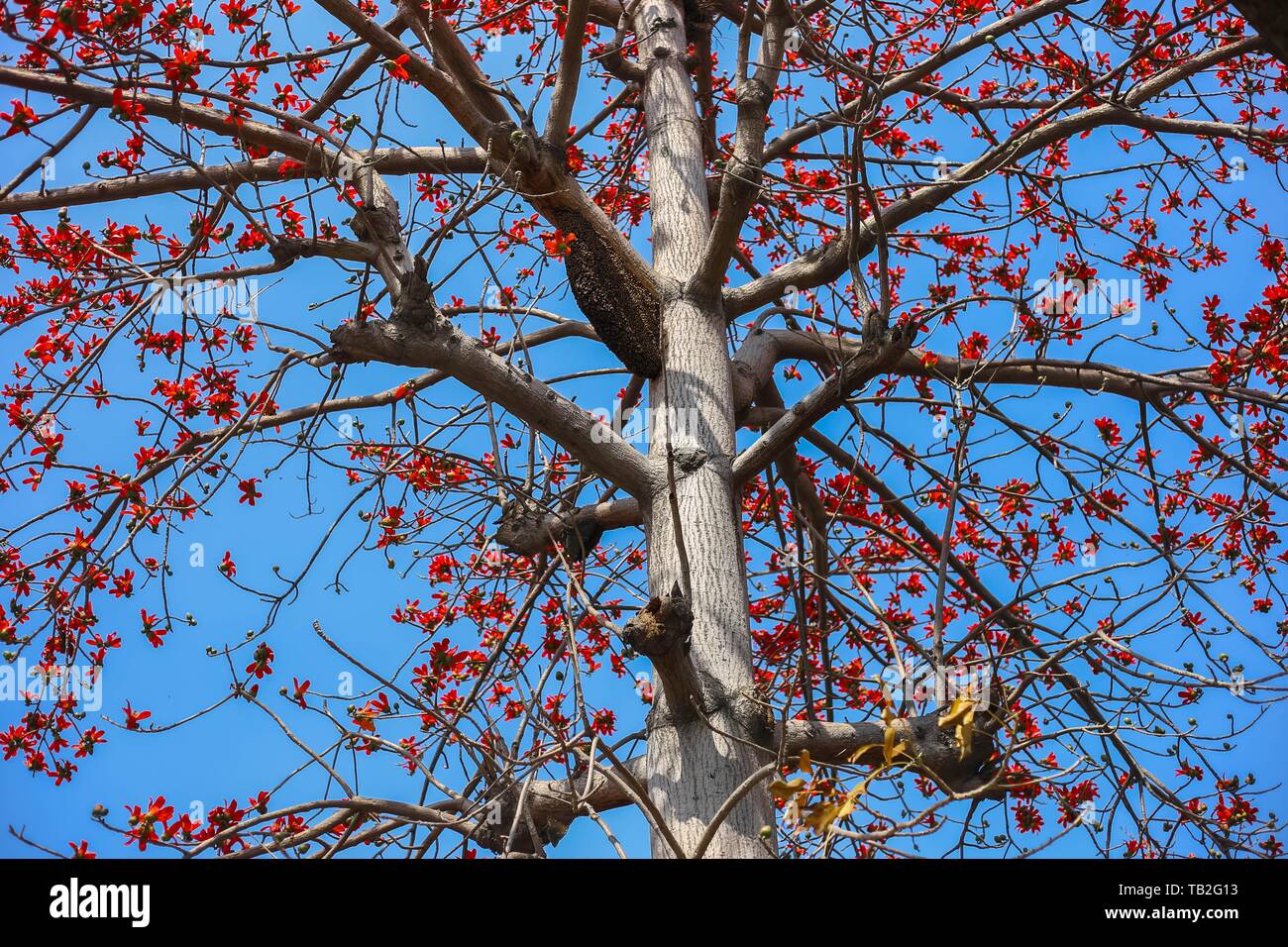 Colors of punjab hi-res stock photography and images - Alamy