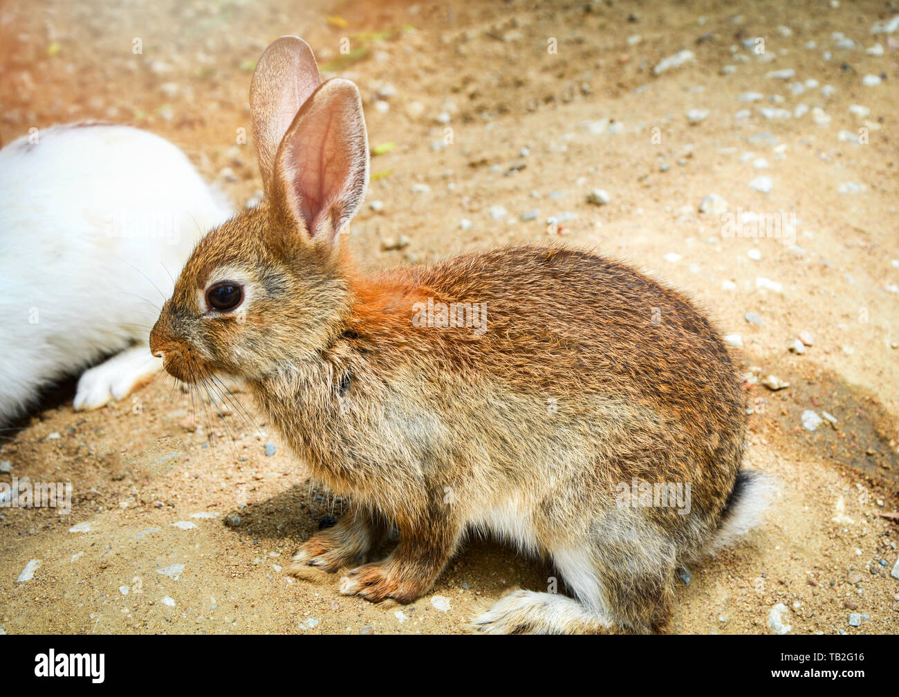 brown bunny sitting on the ground in rabbit farm animal Stock Photo - Alamy