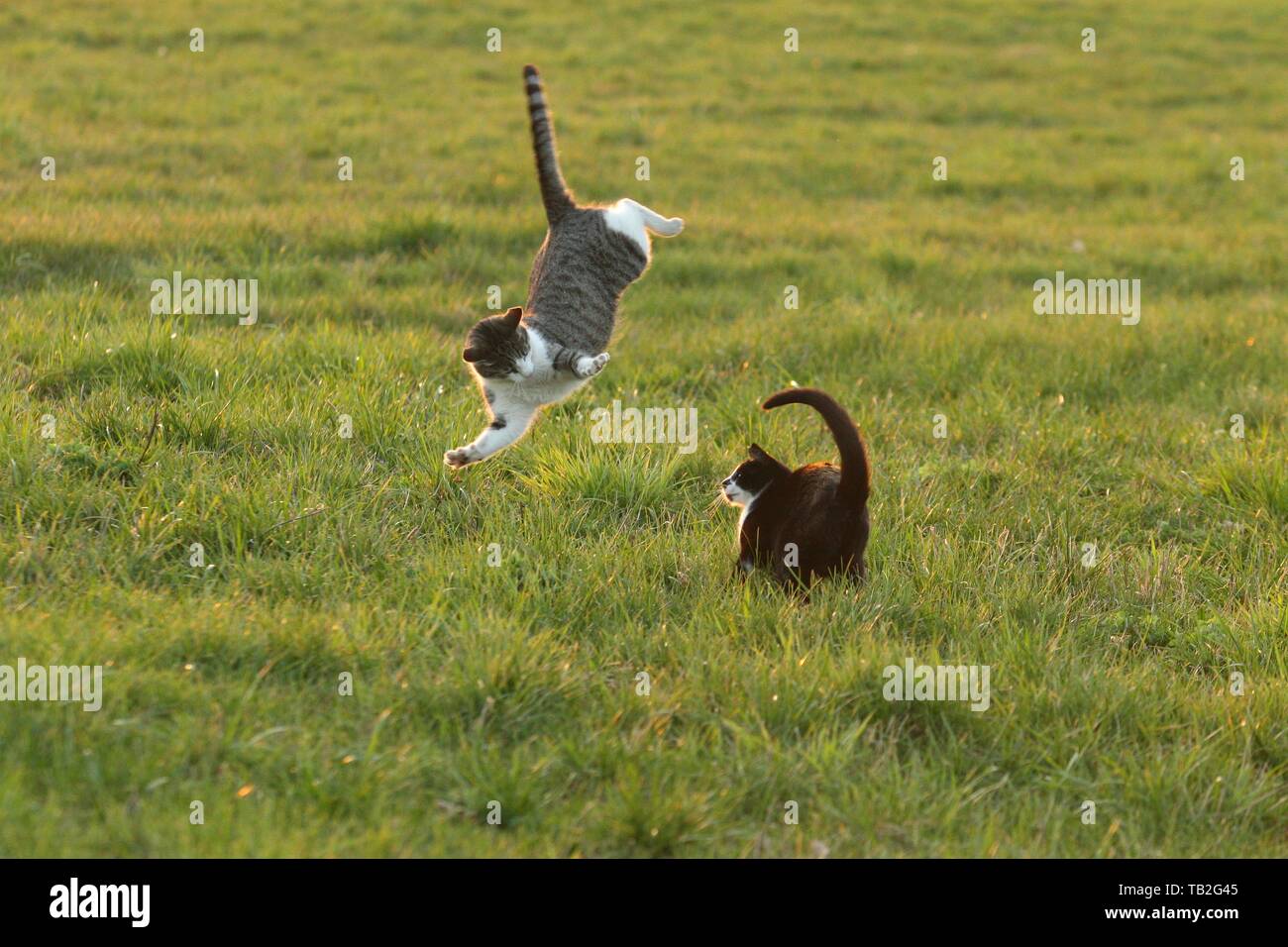 Cats fighting hi-res stock photography and images - Alamy