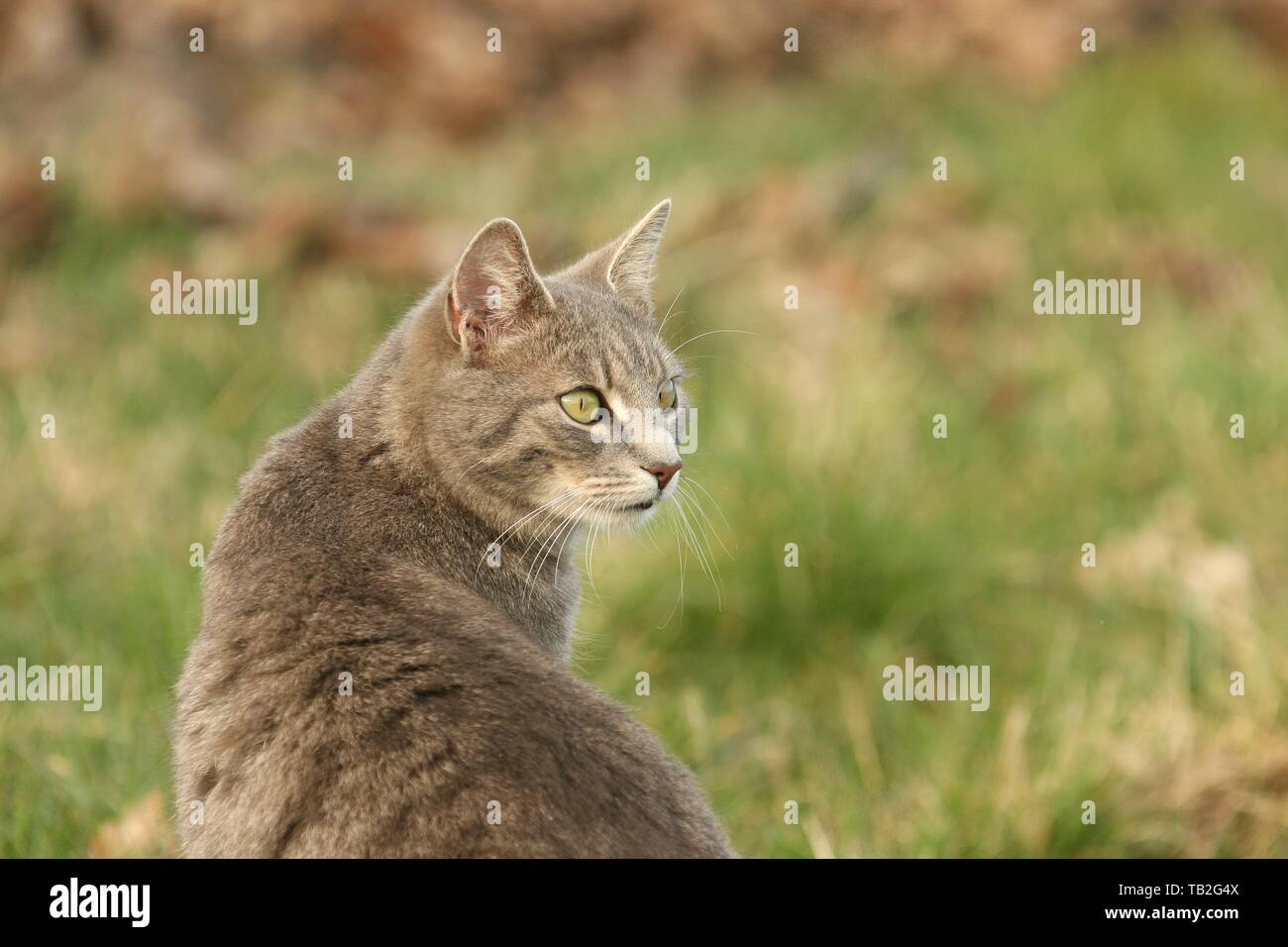 Cat head rear view hi-res stock photography and images - Alamy
