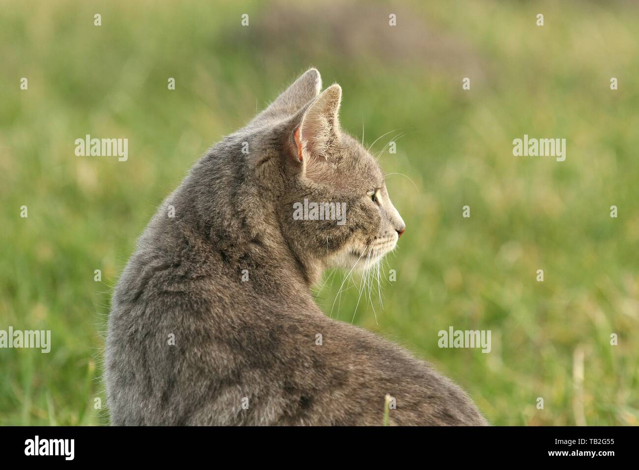 Cat head rear view hi-res stock photography and images - Alamy