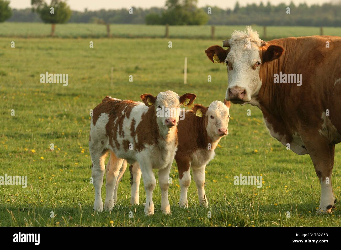 Three cows stands hi-res stock photography and images - Alamy