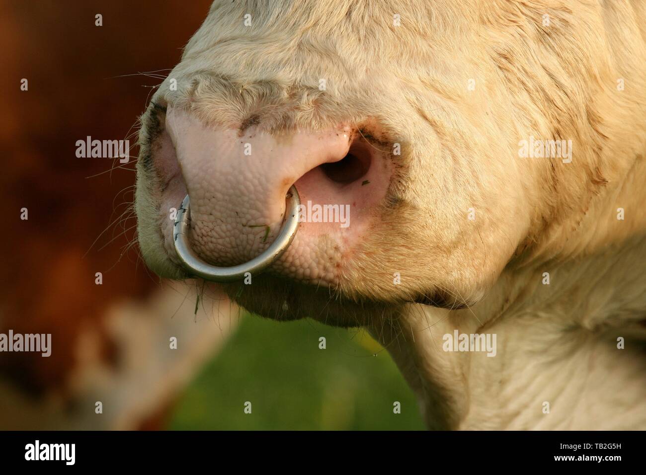 Nose ring nosering hi-res stock photography and images - Alamy