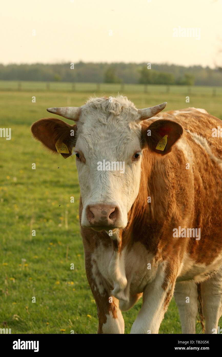 Young white heads cattle hi-res stock photography and images - Alamy