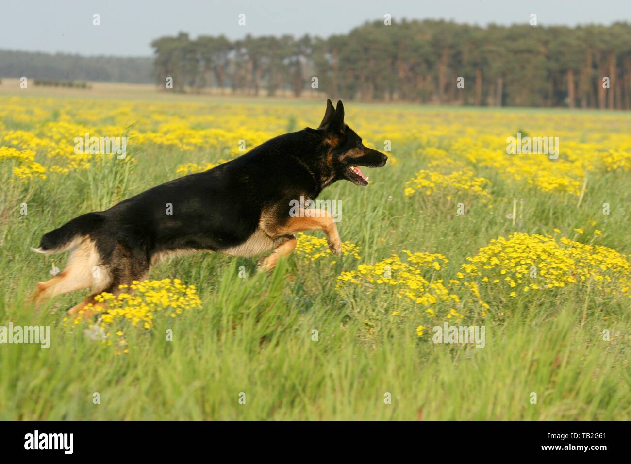 running German Shepherd Stock Photo - Alamy