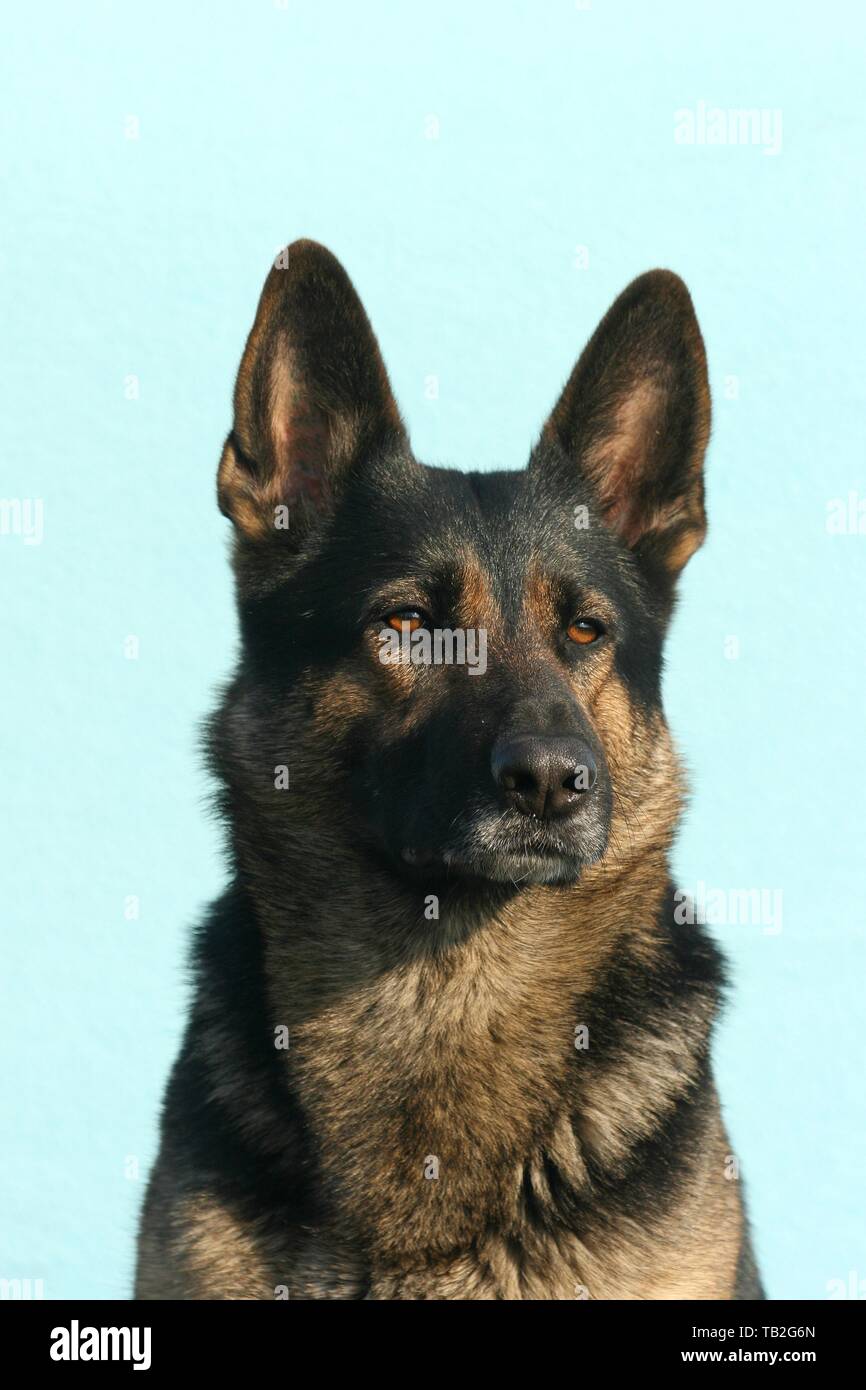 German Shepherd Portrait Stock Photo - Alamy