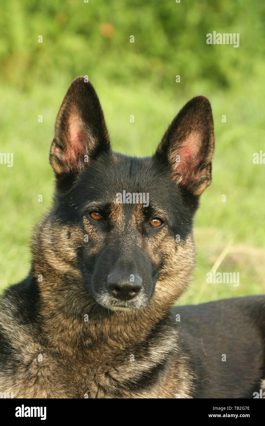 German Shepherd Portrait Stock Photo - Alamy