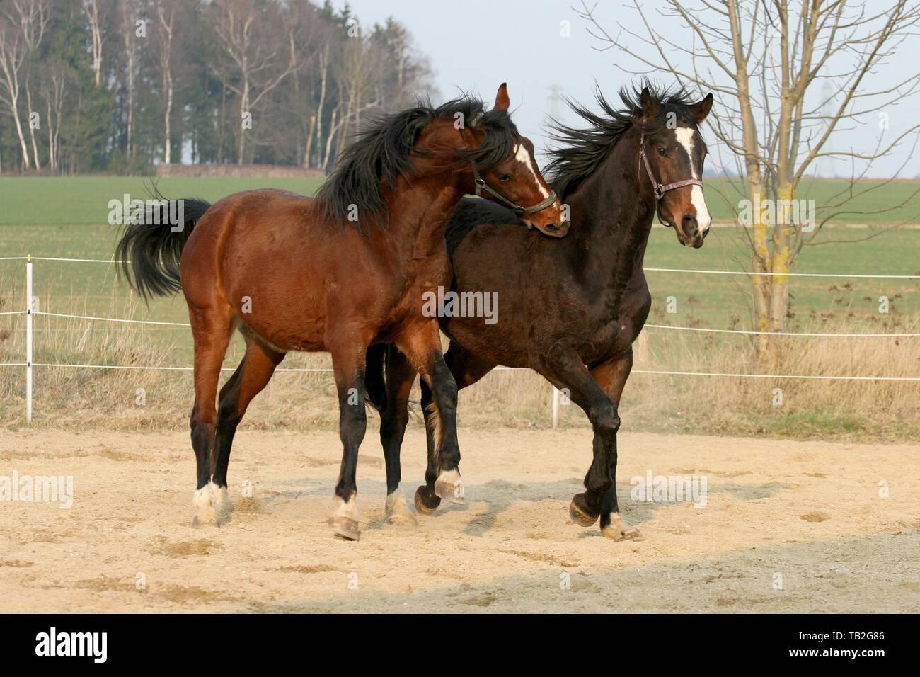 Trakehner two hi-res stock photography and images - Alamy