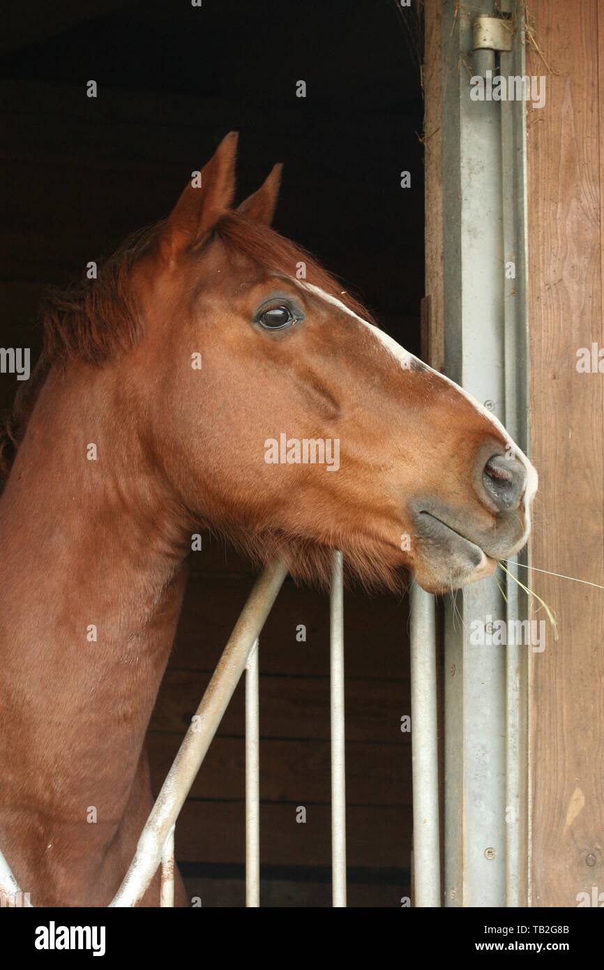 Trakehner chestnut hi-res stock photography and images - Alamy