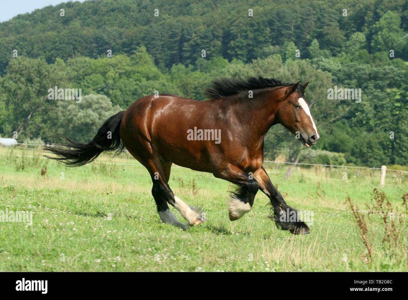 Shire cross hi-res stock photography and images - Alamy