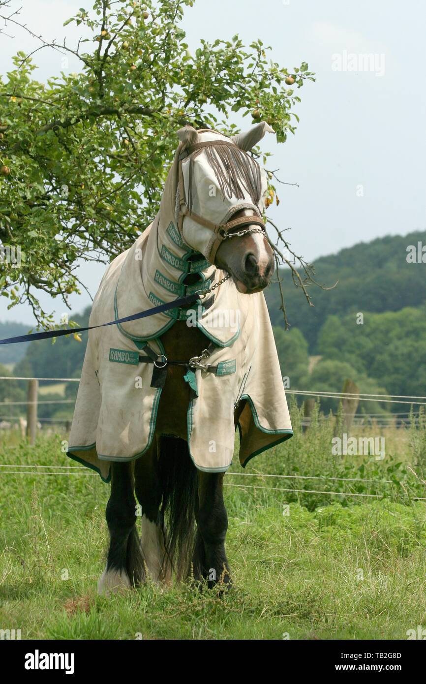 Half shire hi-res stock photography and images - Alamy