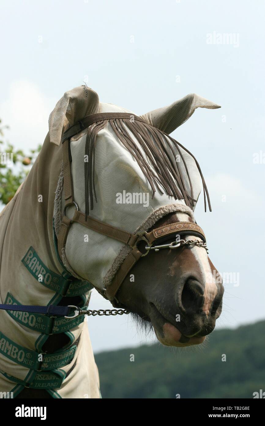 Shire cross hi-res stock photography and images - Alamy