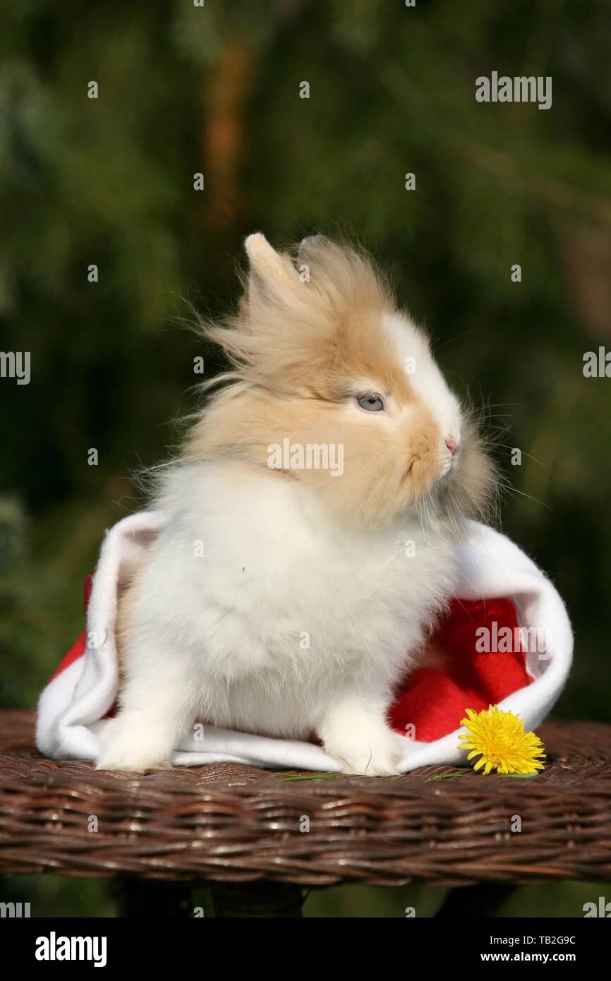 Lions head rabbit hi-res stock photography and images - Alamy