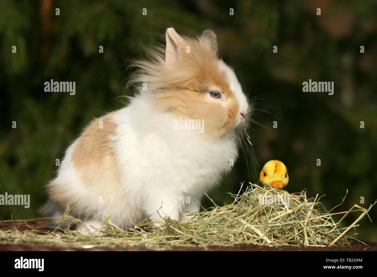 Piebald rabbit hay hi-res stock photography and images - Alamy