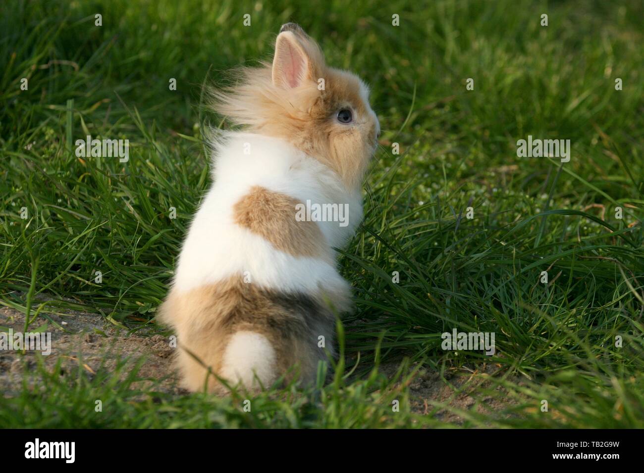 Rabbit rear view hi-res stock photography and images - Alamy