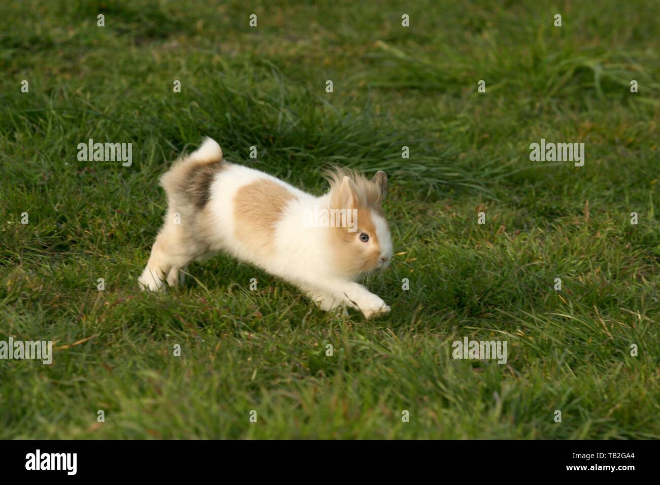 Two running rabbits hi-res stock photography and images - Alamy