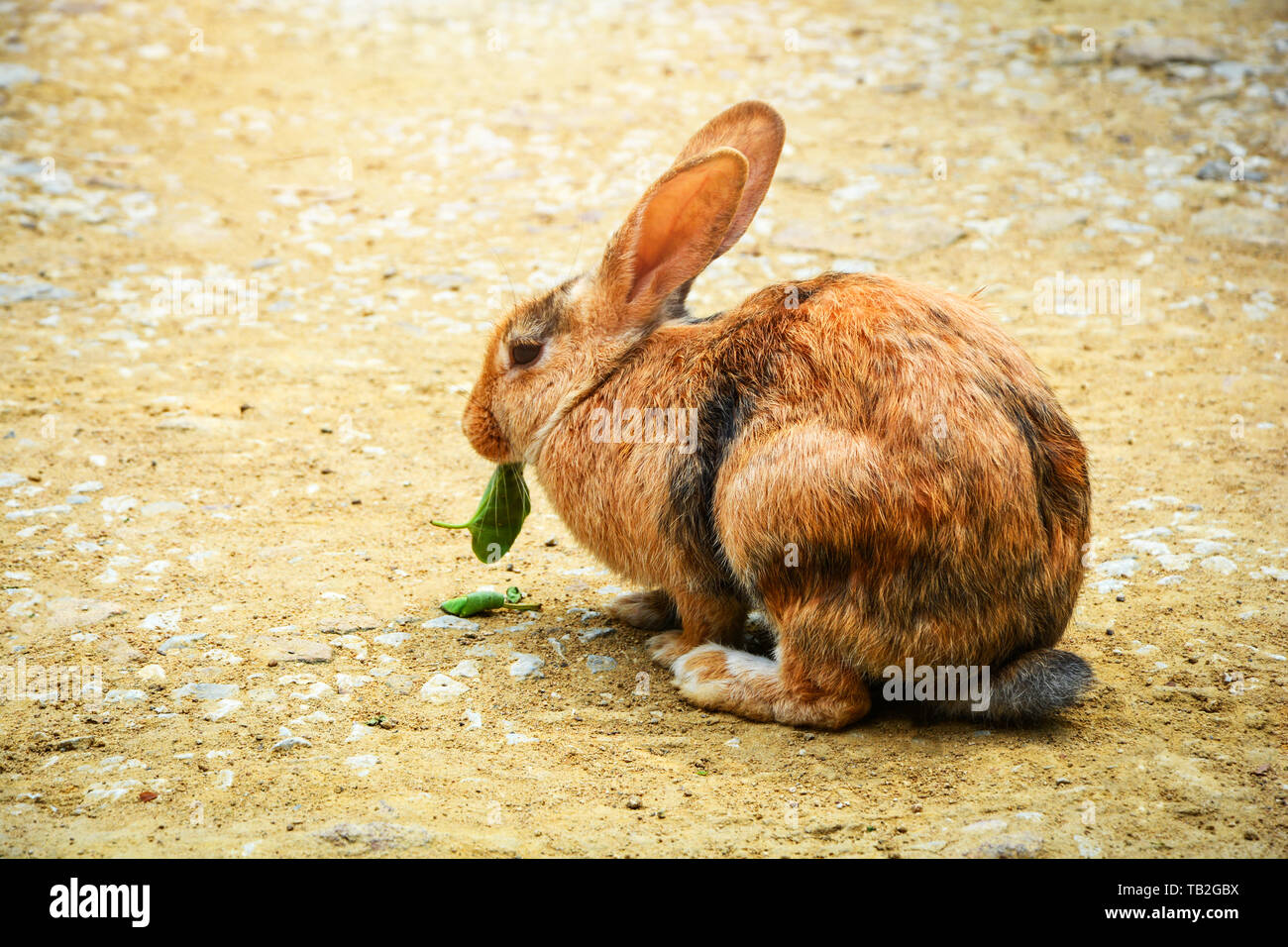 brown bunny sitting on the ground eating leaf in rabbit farm animal ...