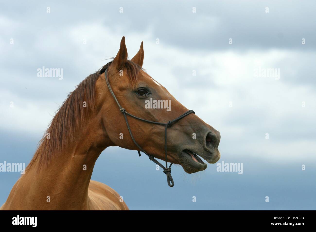 Whinnying horse horses hi-res stock photography and images - Alamy
