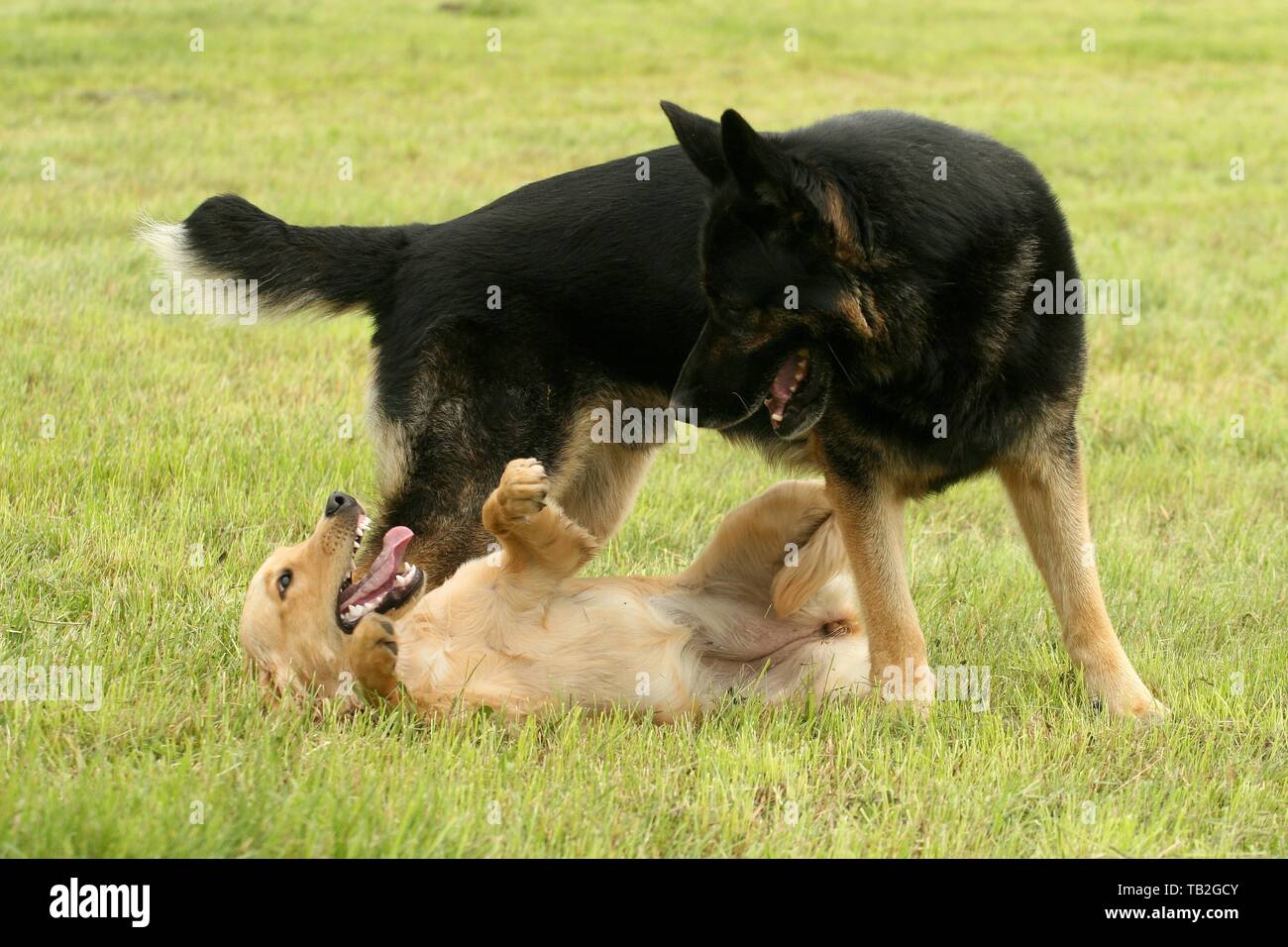 Submissive Behavior Animals High Resolution Stock Photography and ...