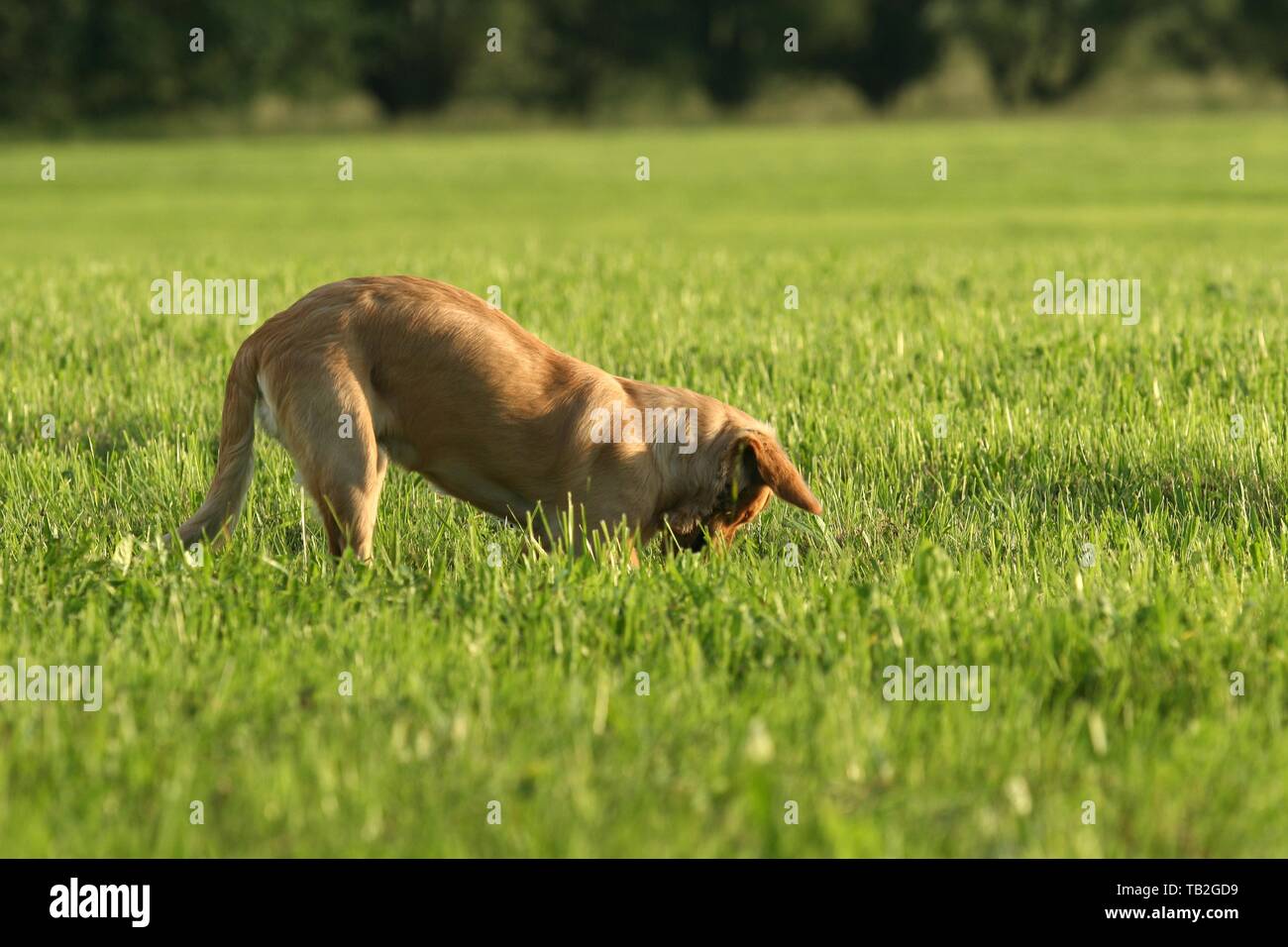 Golden retriever digging hi-res stock photography and images - Alamy