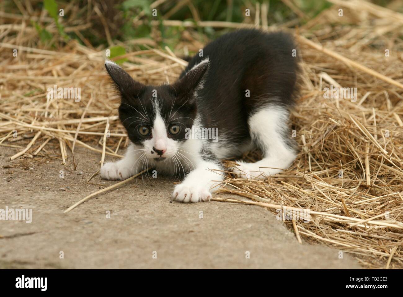 Humping outdoor hi-res stock photography and images - Alamy