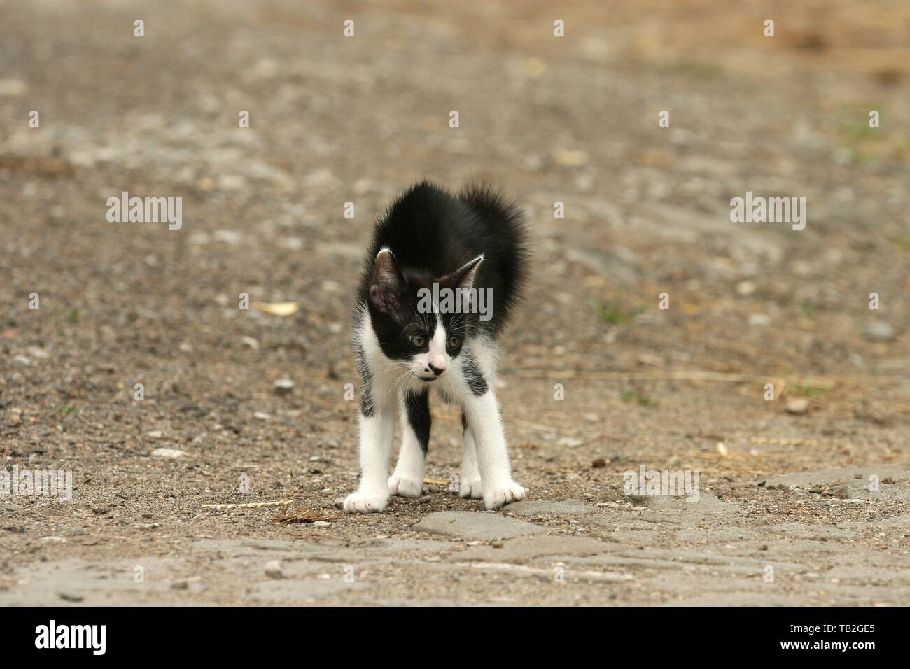Humping behavior hi-res stock photography and images - Alamy
