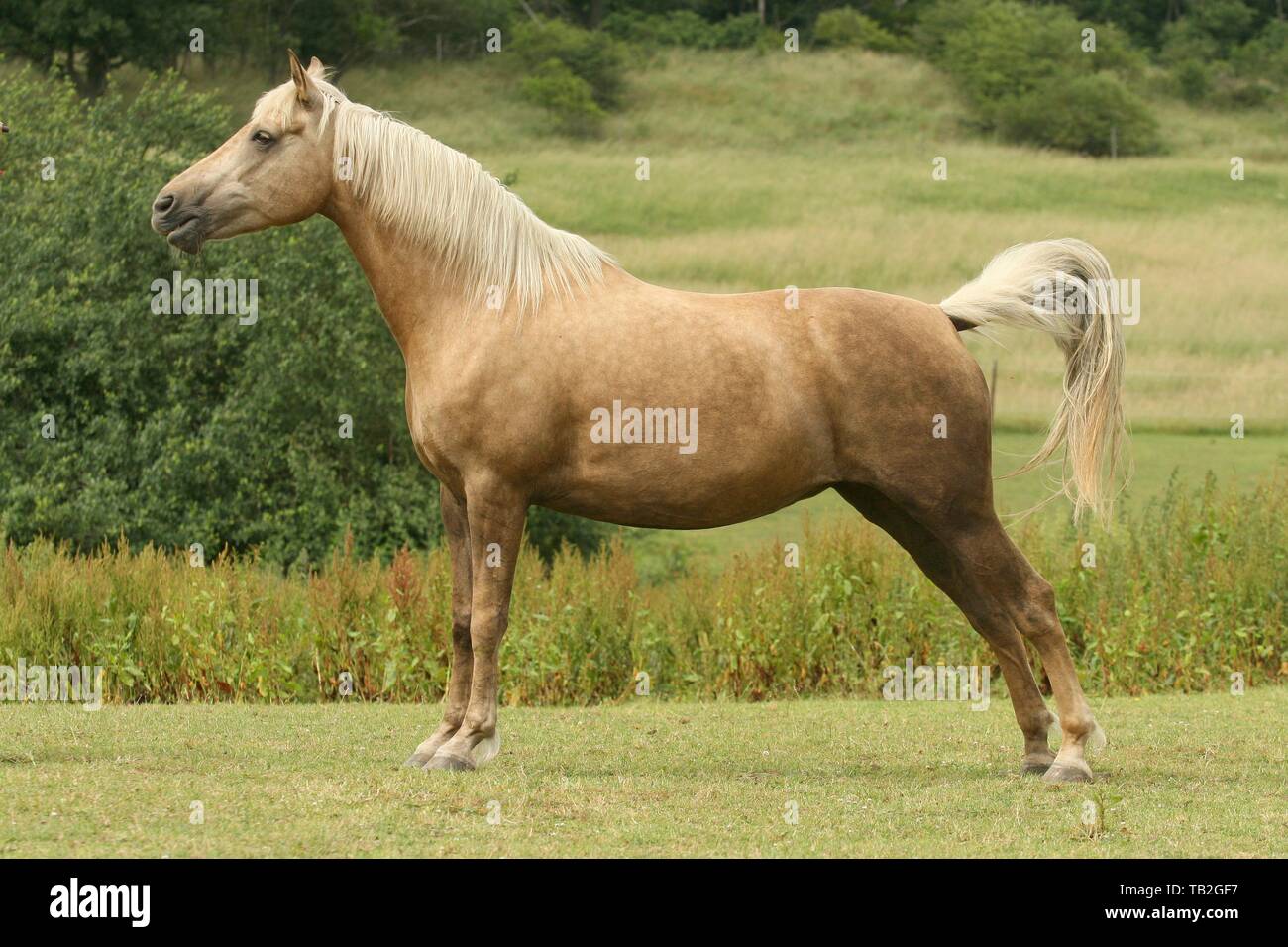 Morgan horse hi-res stock photography and images - Alamy
