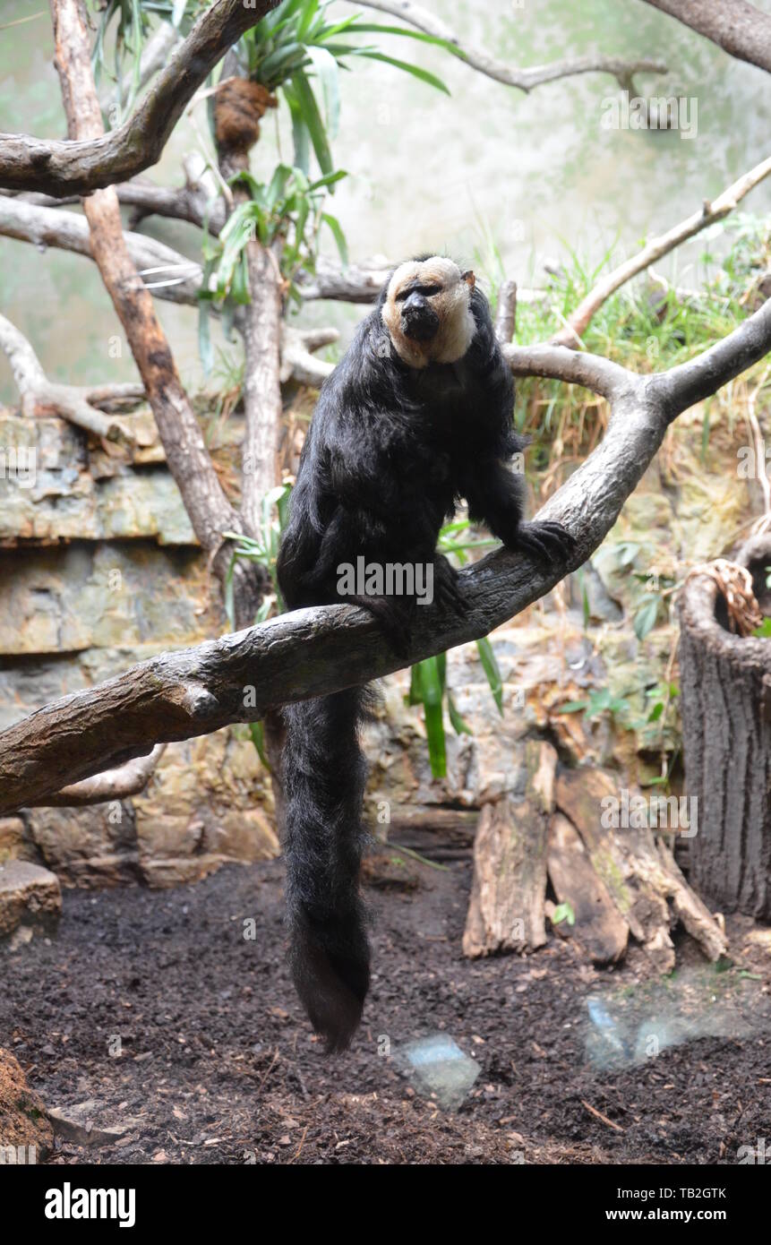 White-faced Saki (Pithecia pithecia Stock Photo - Alamy