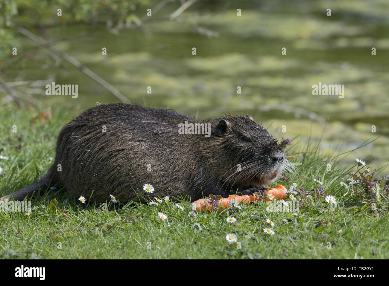 Coypu myocastor coypus carrot hi-res stock photography and images - Alamy