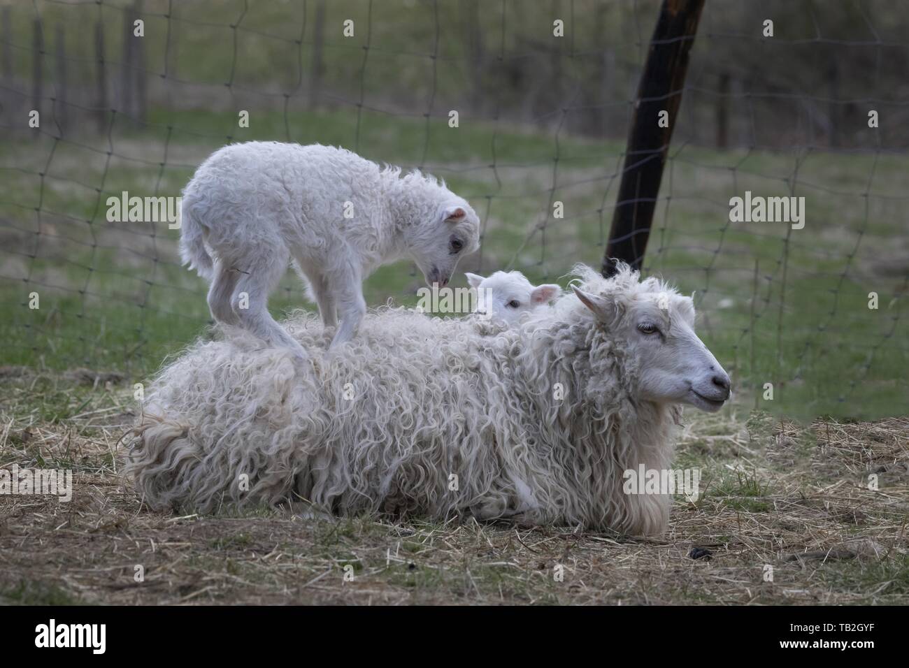 Climbing lamb hi-res stock photography and images - Alamy