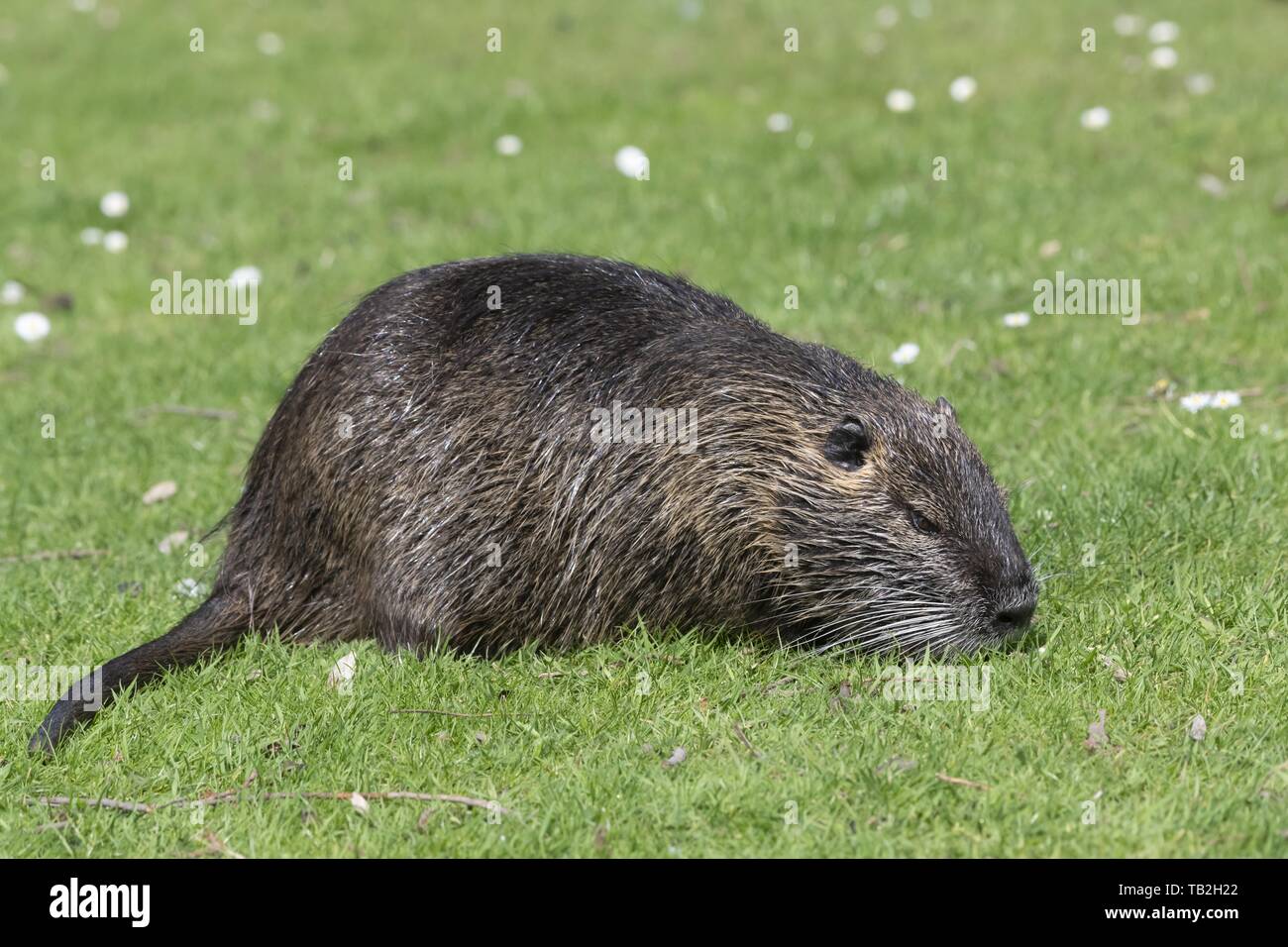 Coypu sun hi-res stock photography and images - Alamy