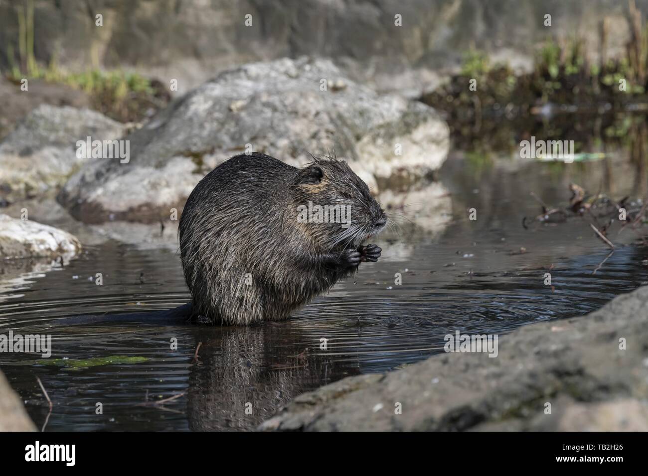 Nutria myocastor coypus standing hi-res stock photography and images ...