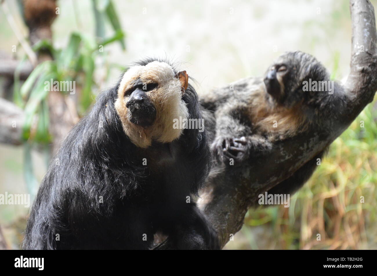 White-faced Saki (Pithecia pithecia Stock Photo - Alamy
