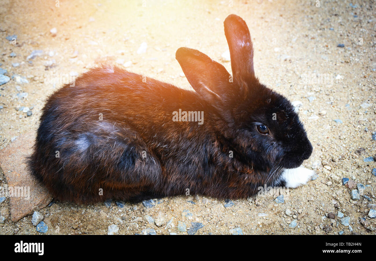 Bunny ear sheep hi-res stock photography and images - Alamy