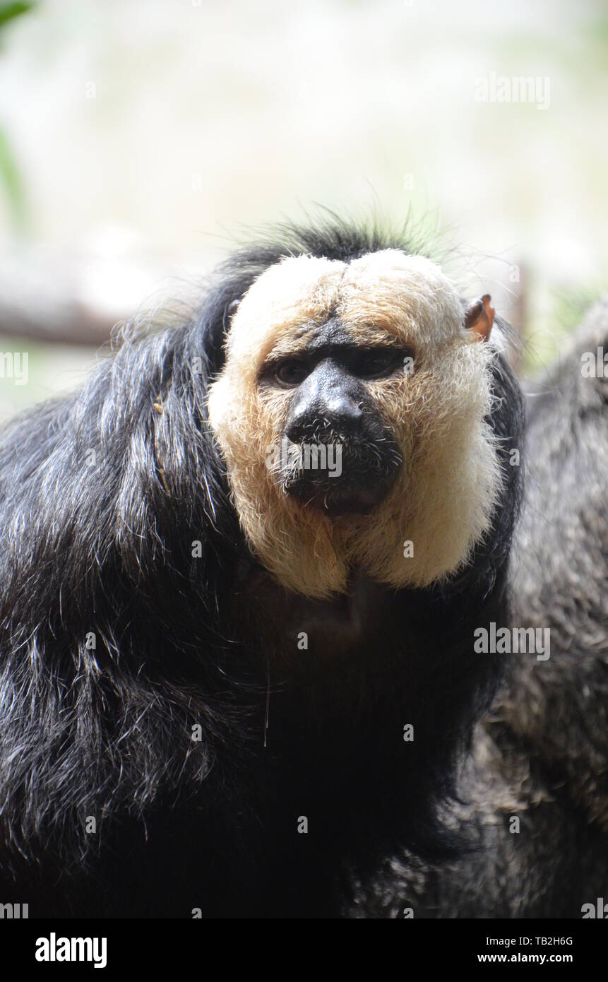 White-faced Saki (Pithecia pithecia Stock Photo - Alamy