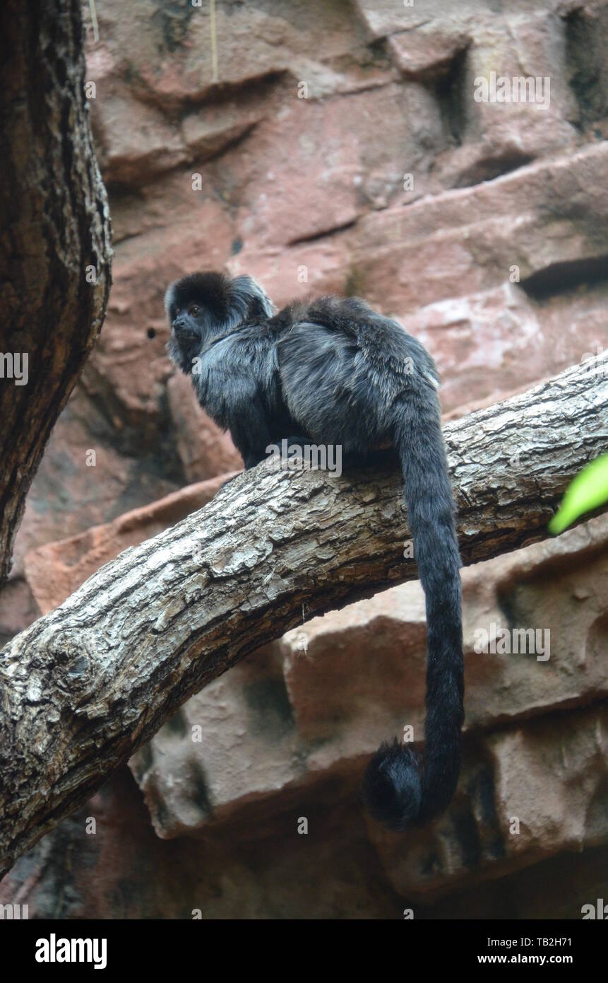 Monkey genitals hi-res stock photography and images - Alamy