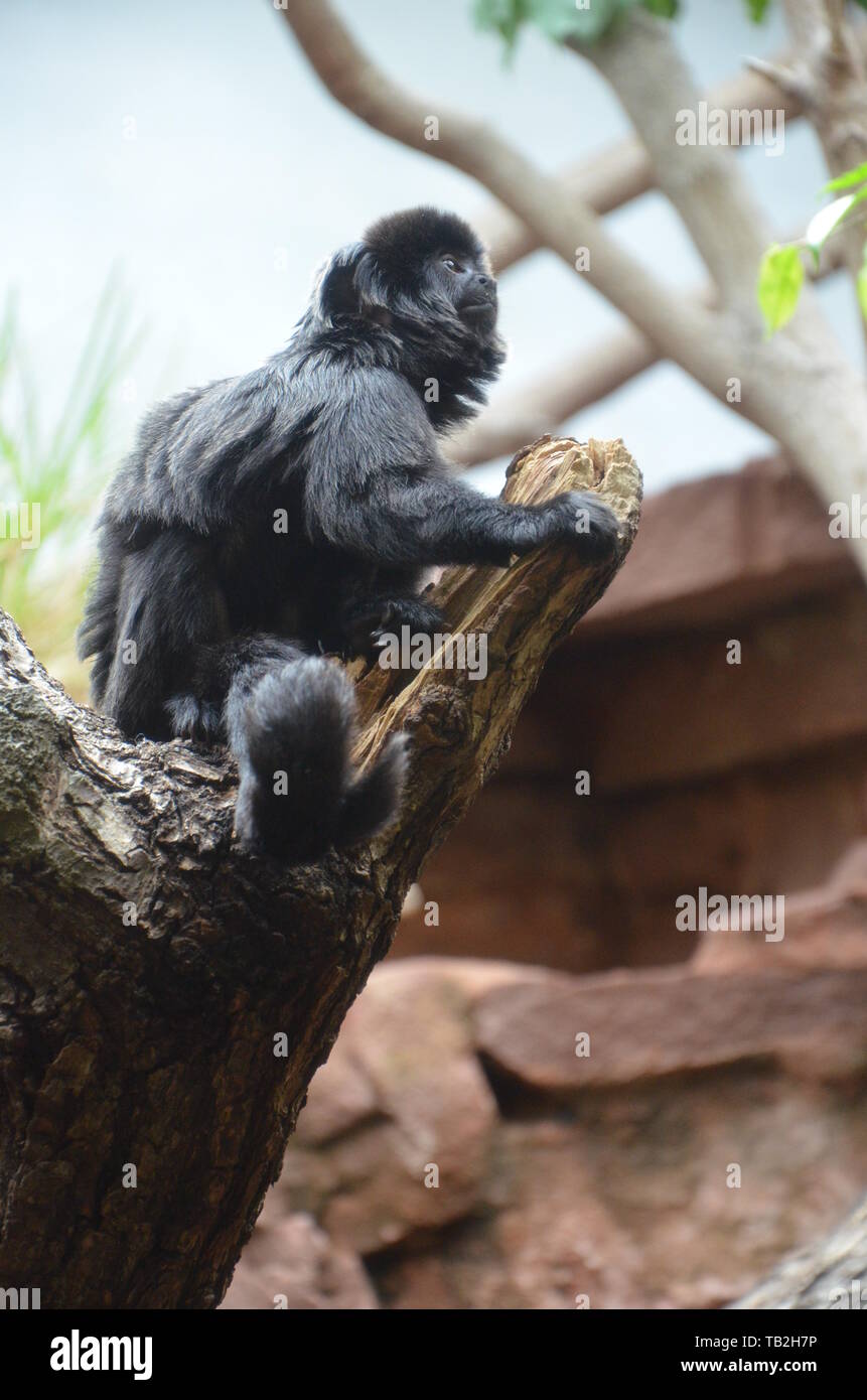 Monkey genitals hi-res stock photography and images - Alamy