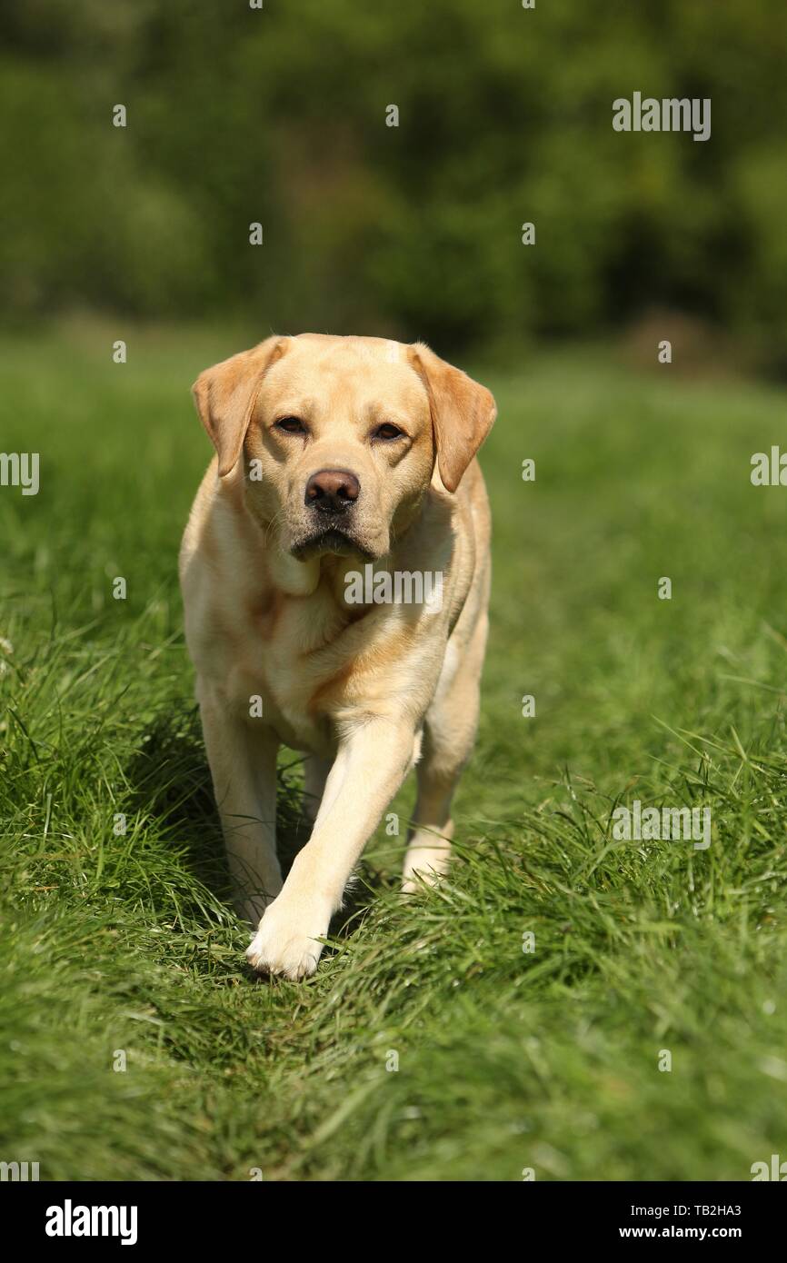 walking Labrador Retriever Stock Photo - Alamy