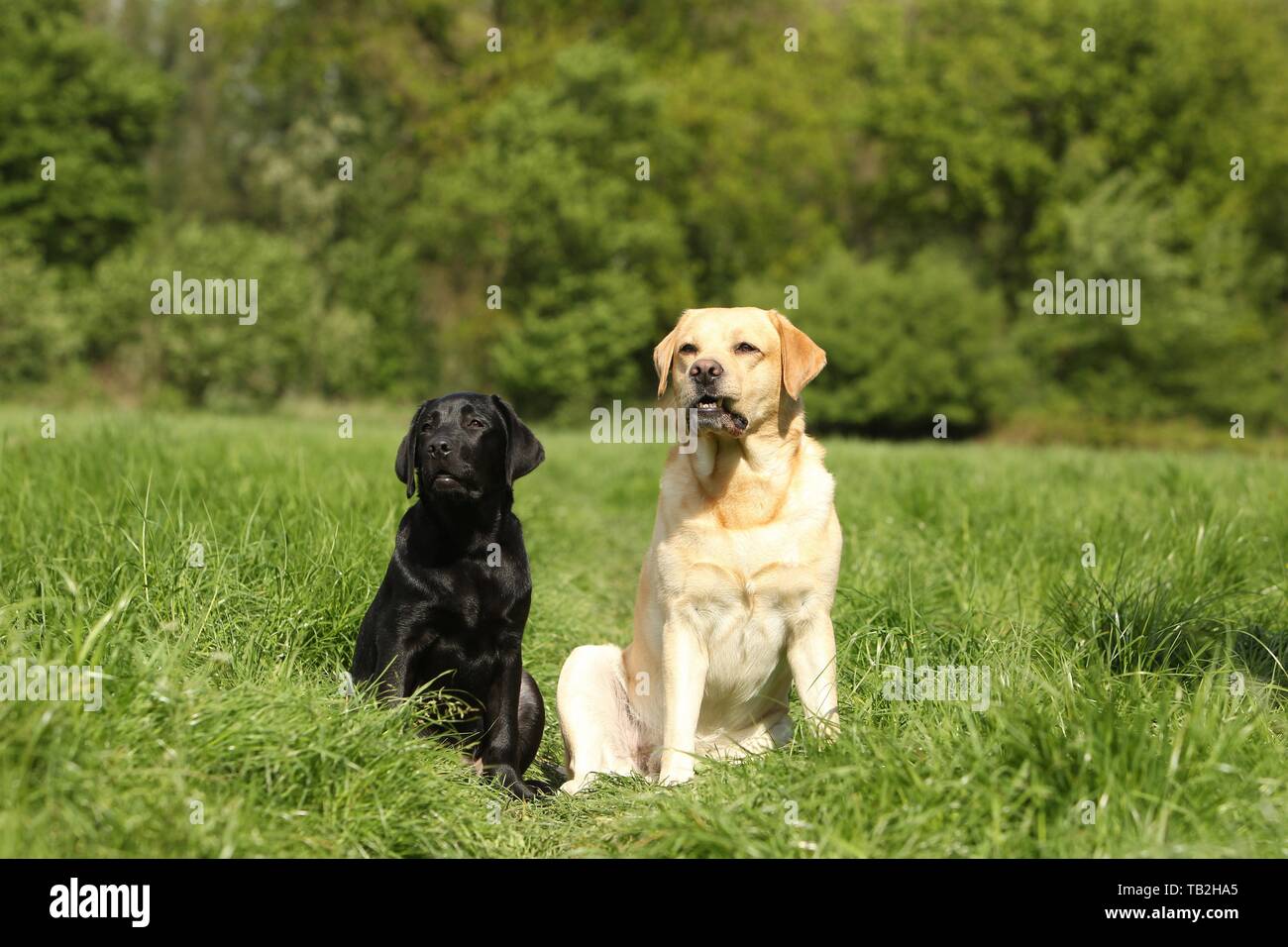 2 Labrador Retriever Stock Photo - Alamy